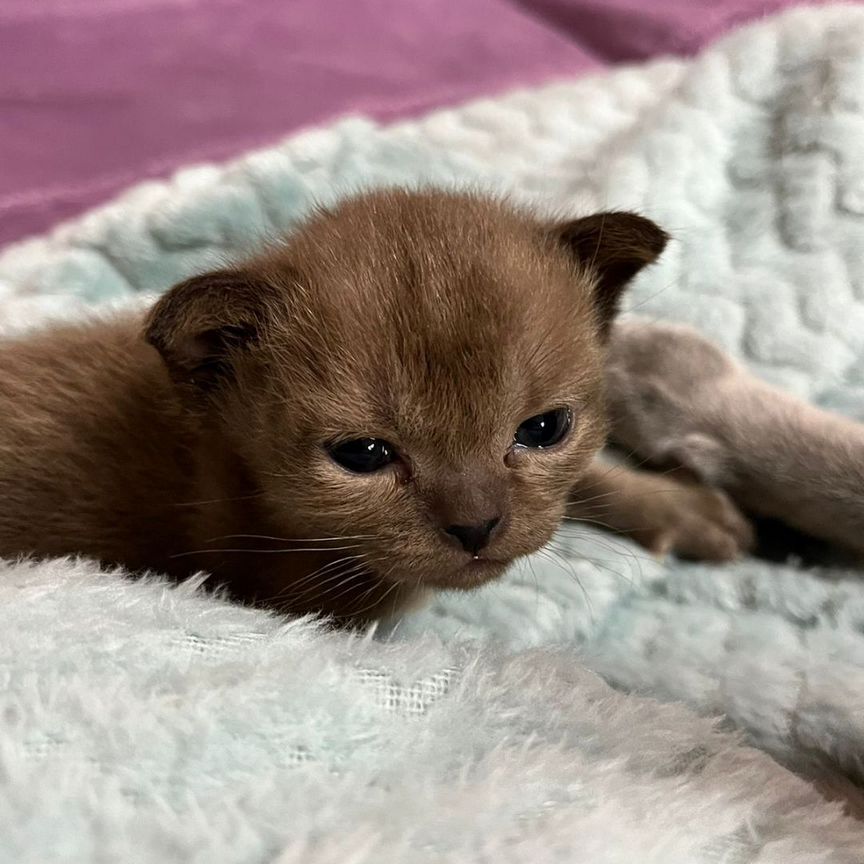 Бурманский котенок