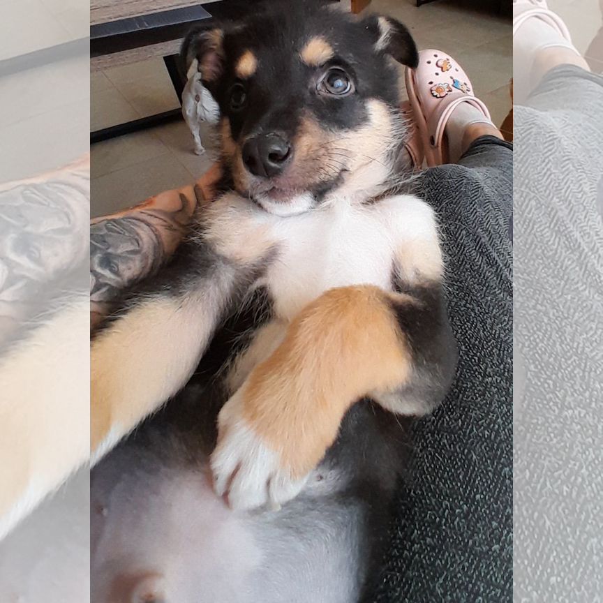 Щенок от частного владельца