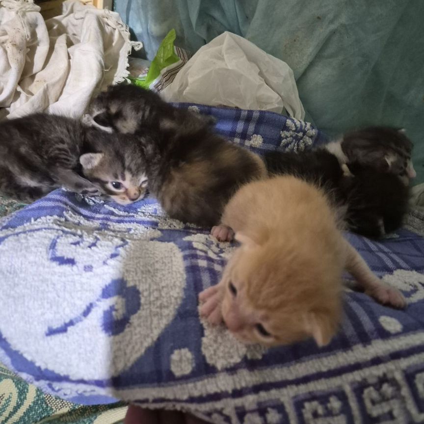 Котёнок в добрые руки