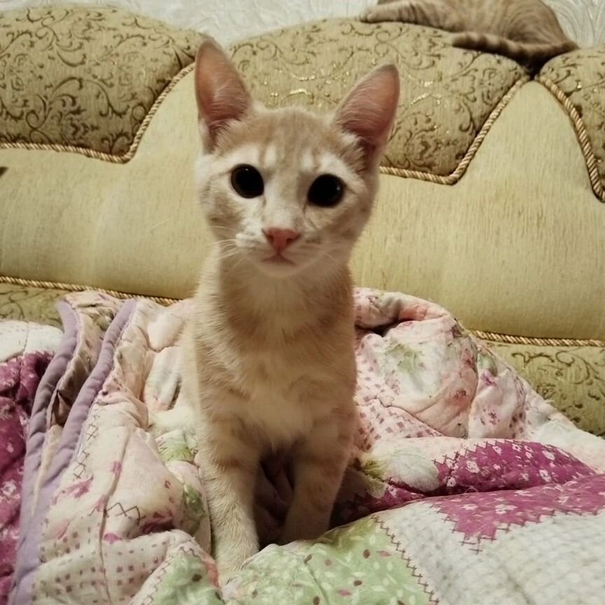 Я ищу семью