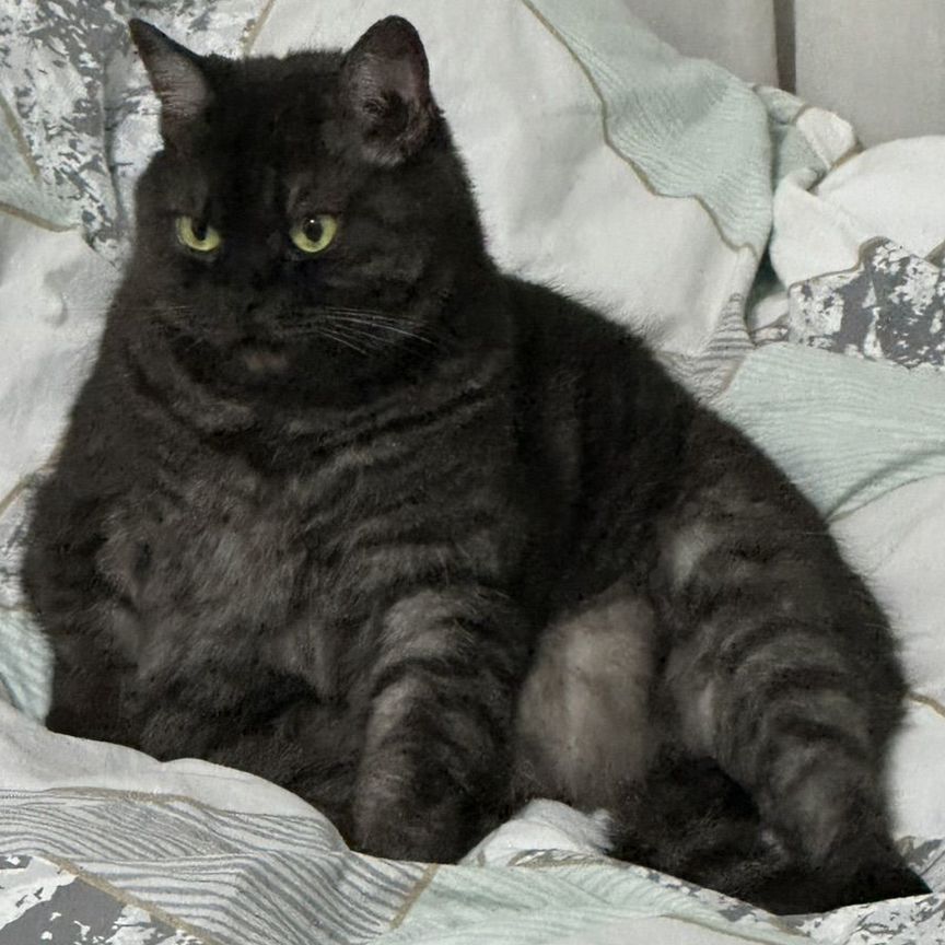 Британская короткошёрстная, взрослая кошка