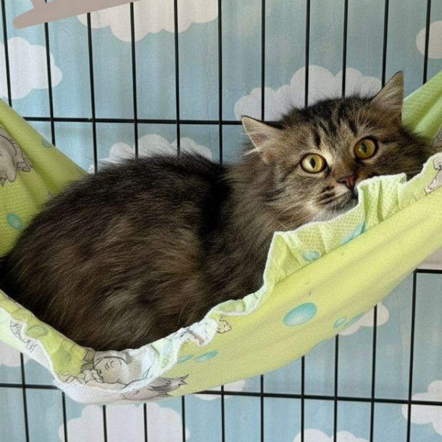 Сибирская, взрослая кошка