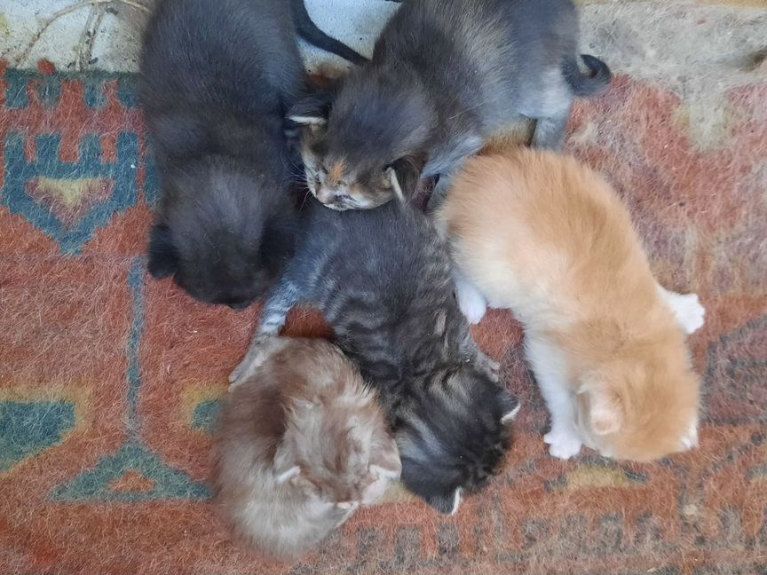 Красивые котята ждут своих любящих хозяев