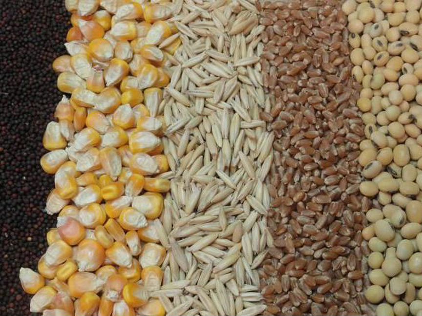 Продам зерно фураж