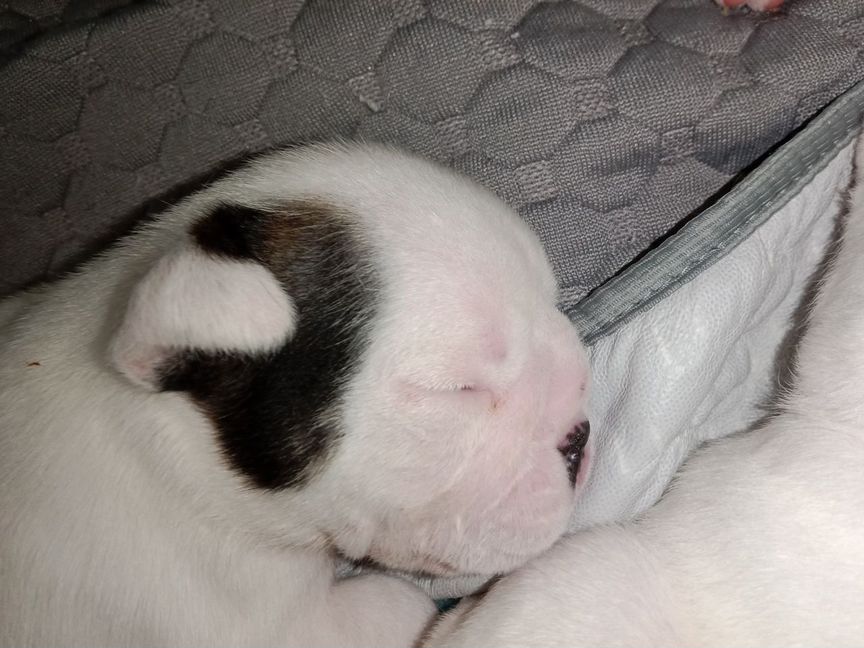 Когтистый черноносый черноух