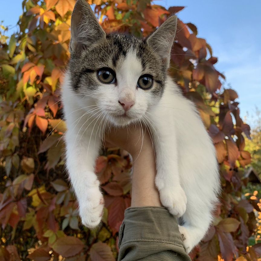 Котята в добрые руки