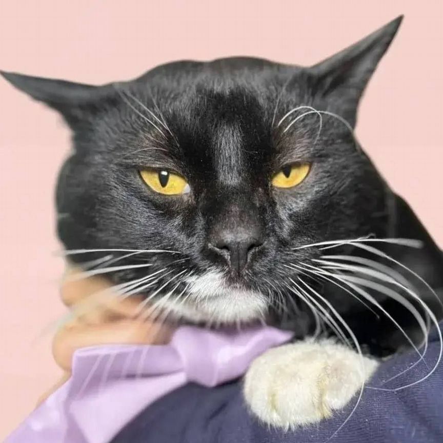 Взрослый кот в добрые руки