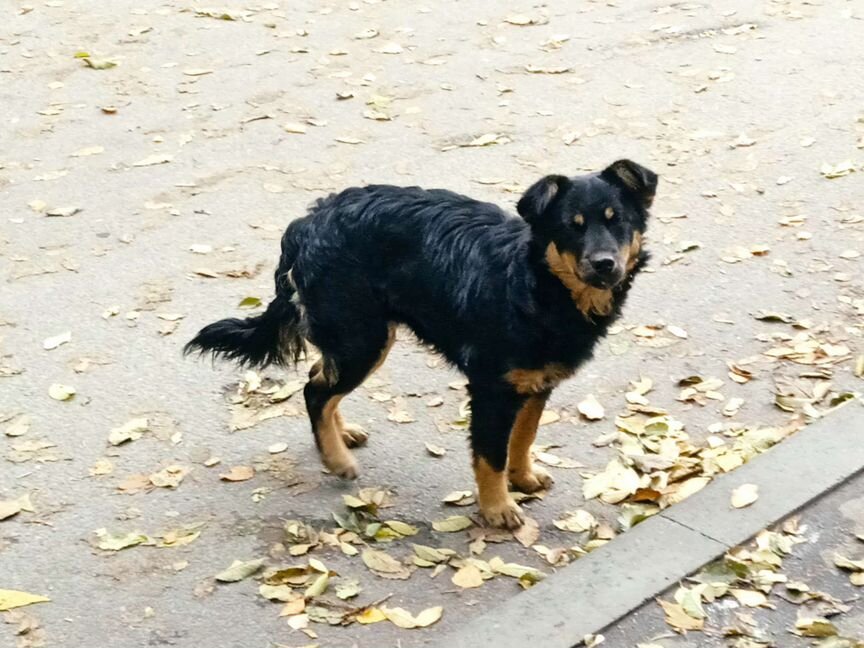 Найдена замечена собачка. Авиастроительный