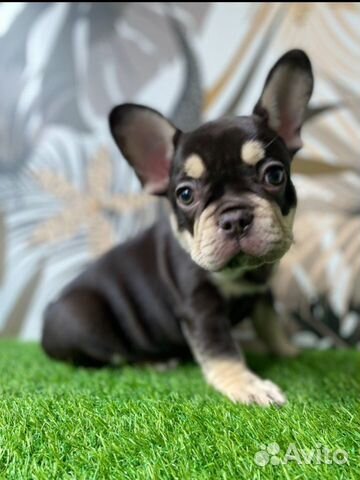 Французский бульдог щенки