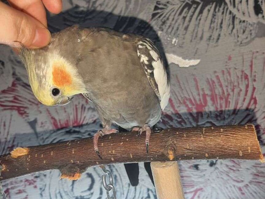 Продам коррелу