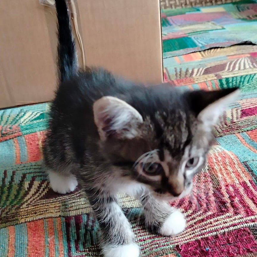 Отдам котят в добрые руки