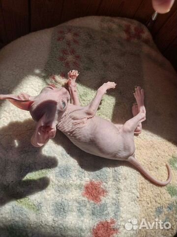 Котенок сфинкса