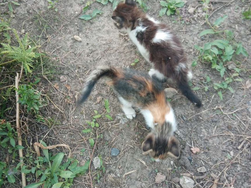 Котята в добрые руки бесплатно