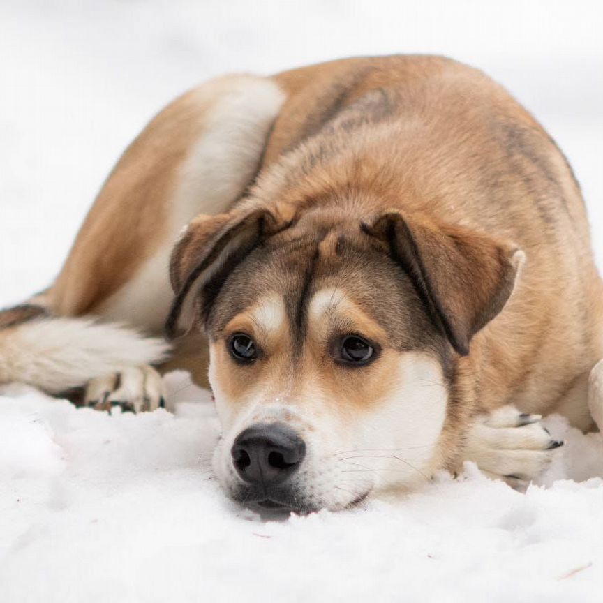 Персик,ждёт своего человека в приюте,заметьте