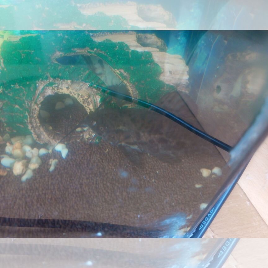 Сом таракатум