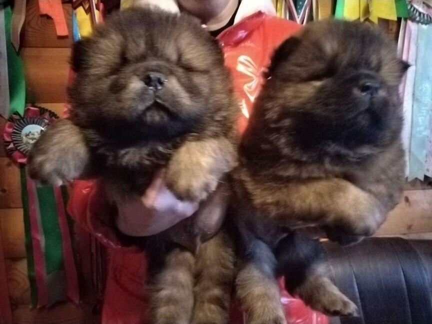 Щенки чау-чау, длинношёрстные