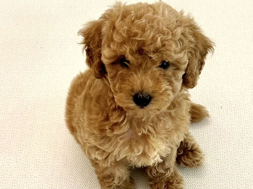 Собака мальтипу мини