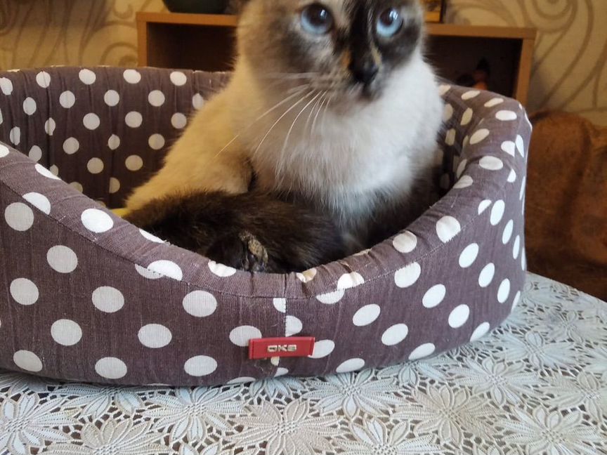 Сиамская кошечка