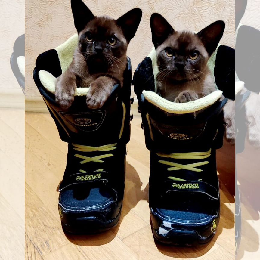 Котята породы европейская бурма