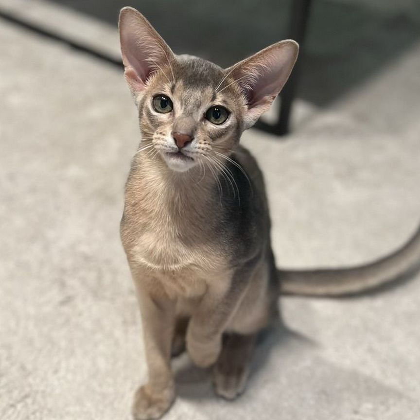 Абиссинец в добрые руки