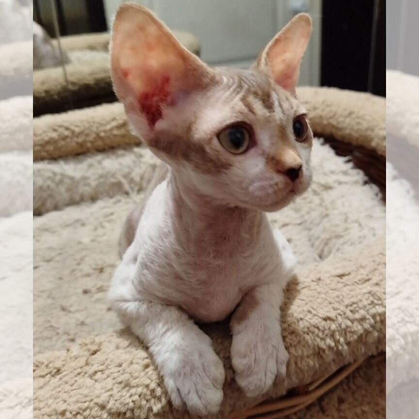 Девон-рекс котёнок