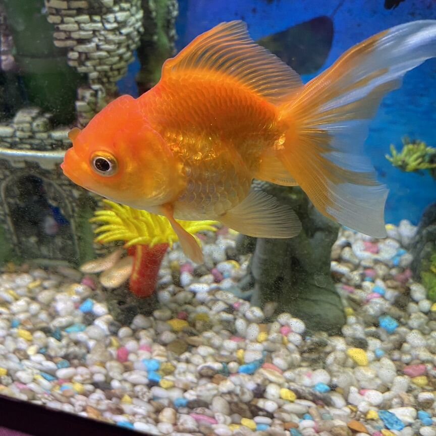 Аквариумные рыбки