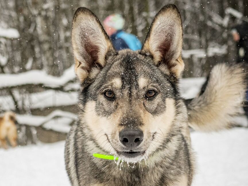 Щенок Фиби в добрые руки бесплатно