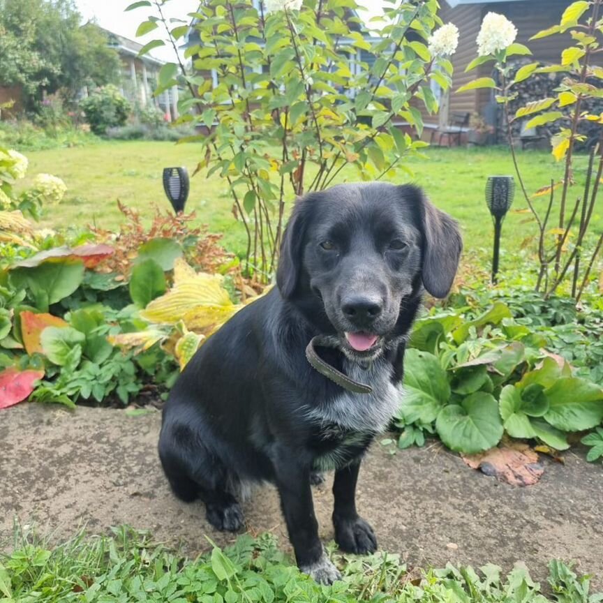 Мини-лабрадора Стрелку бросили на даче хозяева