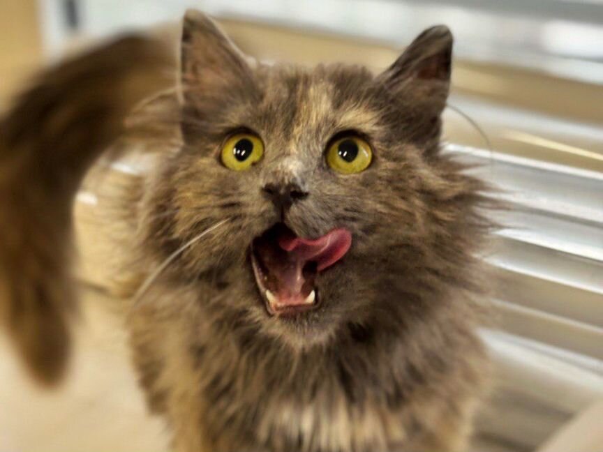 Коты/Кошки/Котята в добрые руки даром