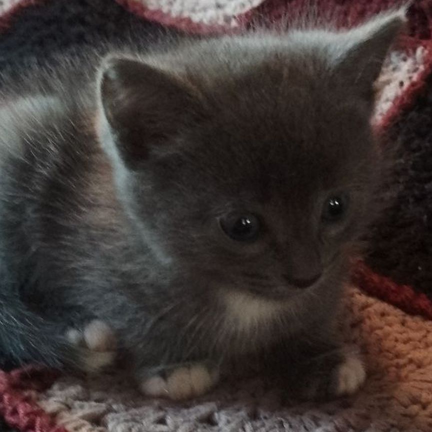 Отдам котенка