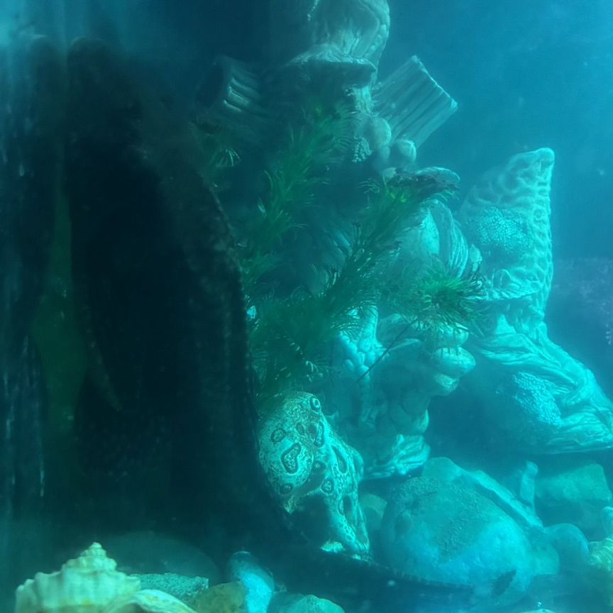 Анциструс сом