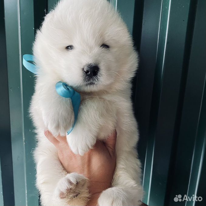 Славные мишки-самоеды