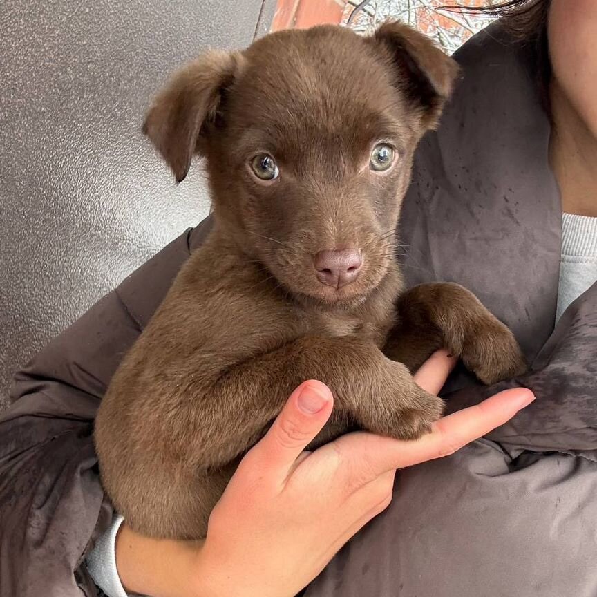 Щенок в добрые руки