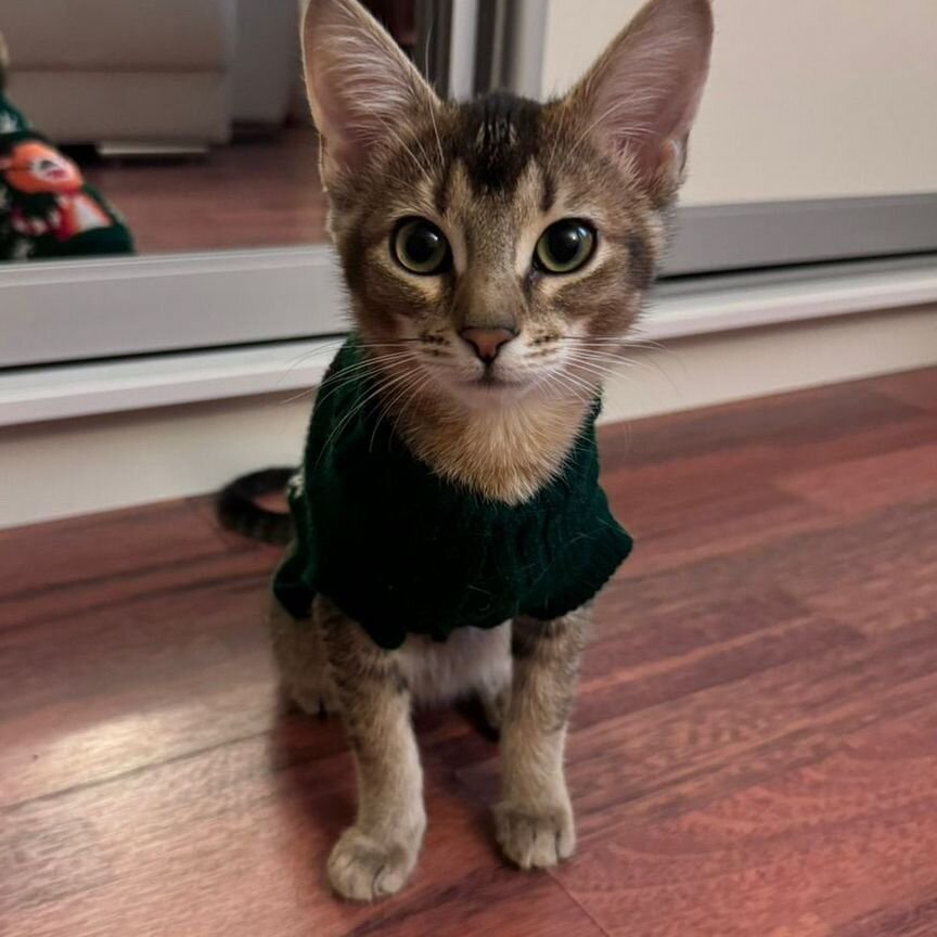 Котенок в добрые руки