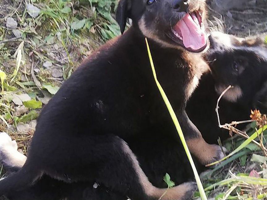 Щенок в добрые руки