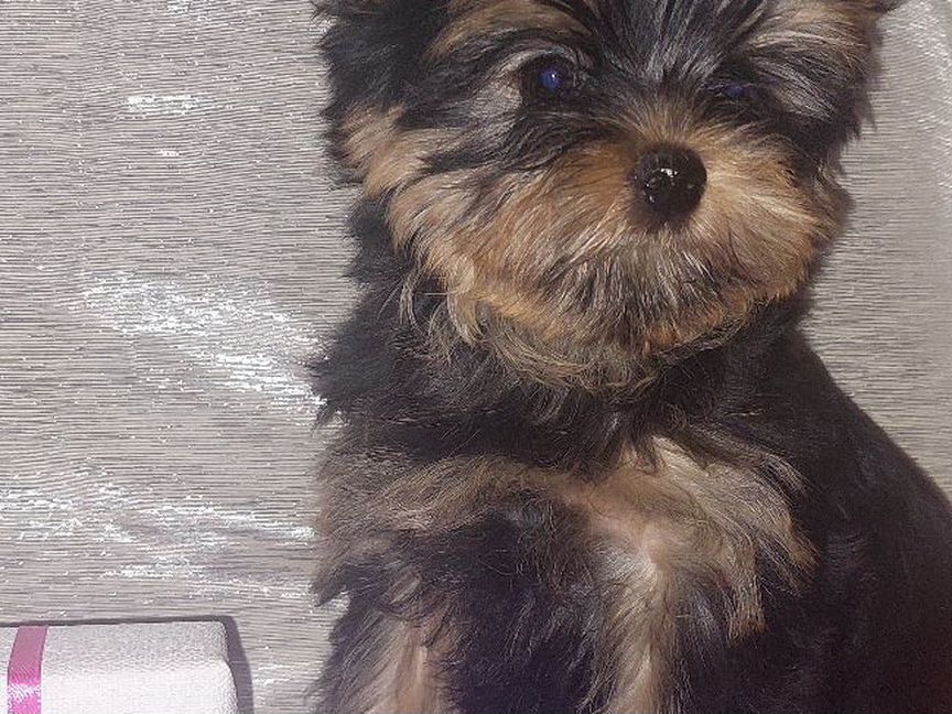 Мальчишка с документами РКФ