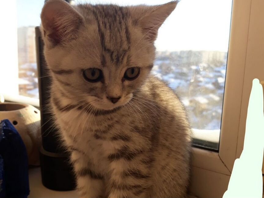 Котенок шотладской породы