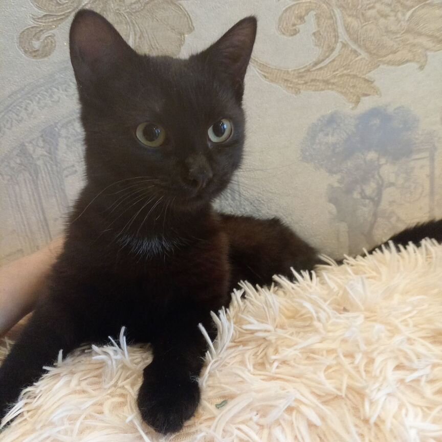 Котенок мальчик 4 месяца