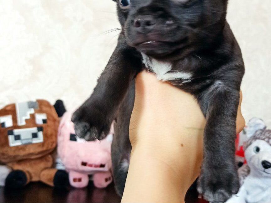 Щенки чихуахуа