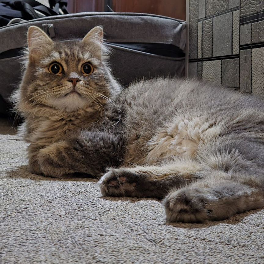 Кот