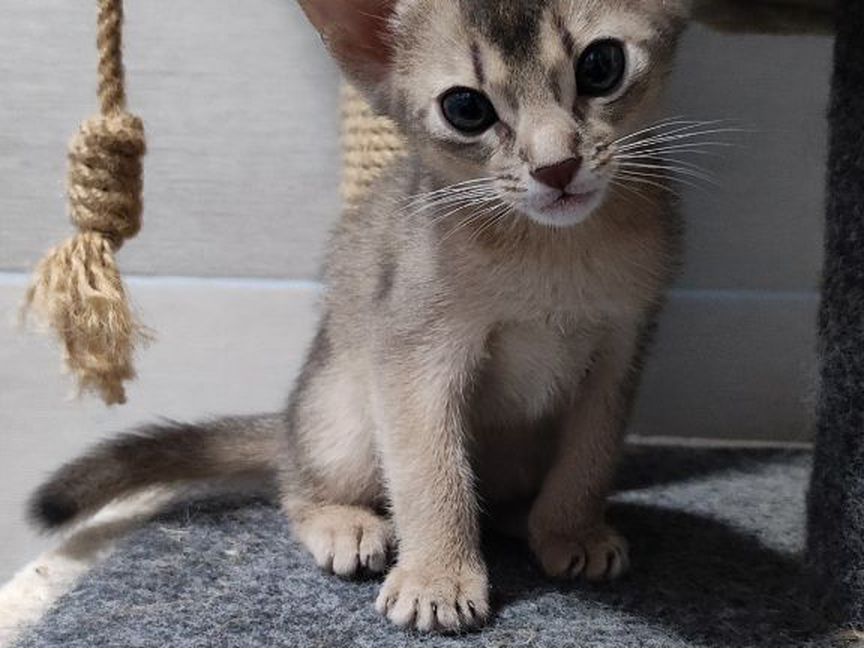 Кот абиссинский
