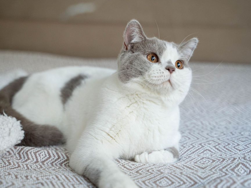 Британские котята