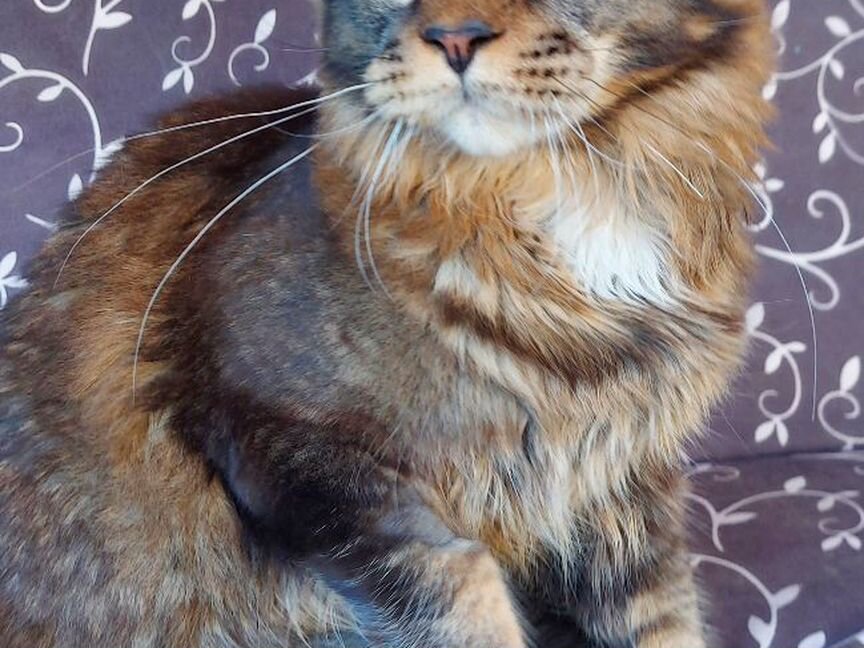 Красавчик Марк. Котята мейн кун