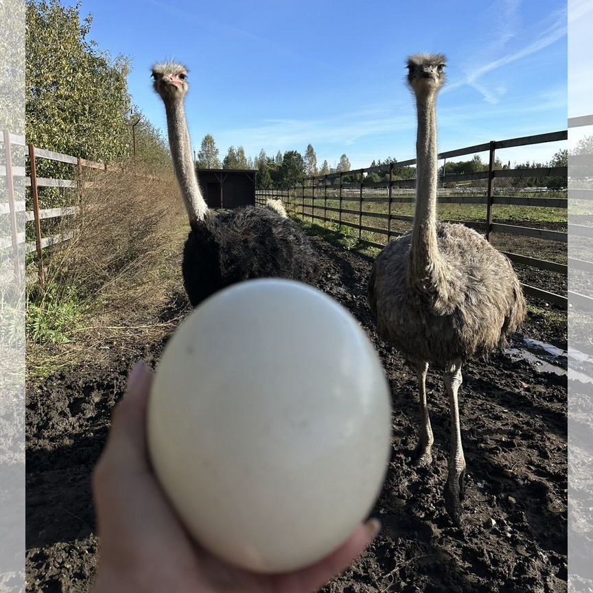 Яйцо страуса