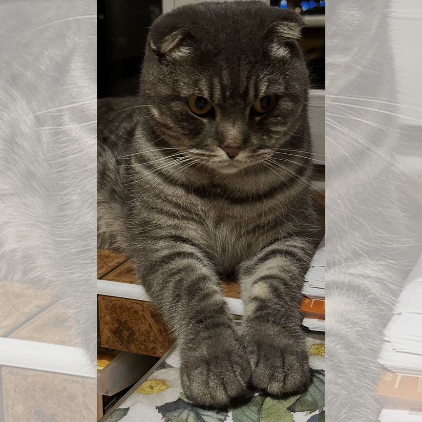 Кот