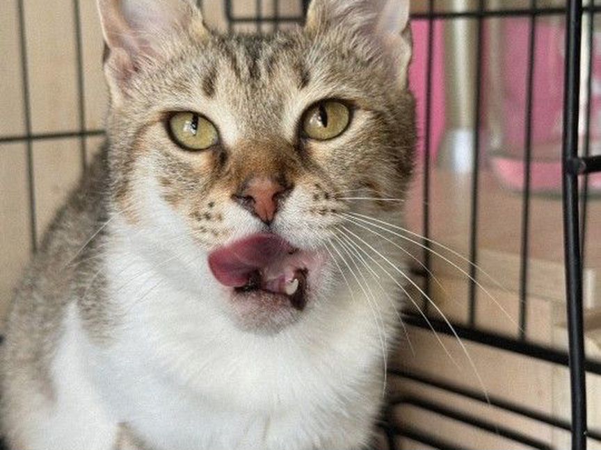 Кошка в добрые руки