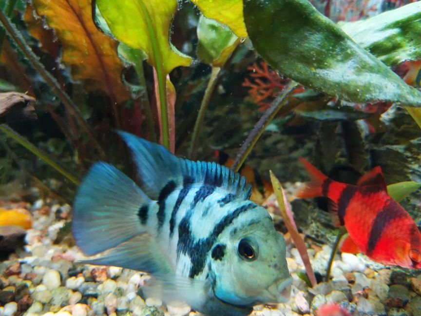 Аквариумные рыбки "Сапфировый попугай"