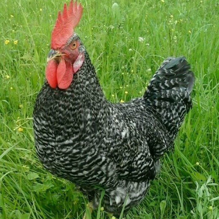 Лучшие петухи Доминанты от фермера