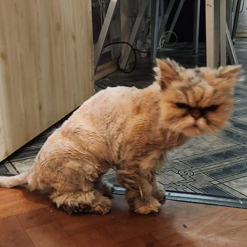 Отдам кошку в добрые руки