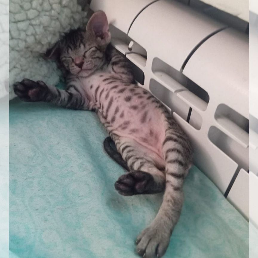 Донской сфинкс котёнок